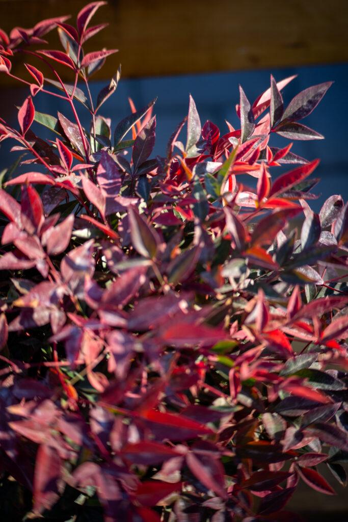 Nandina domestica - greensteel.rs